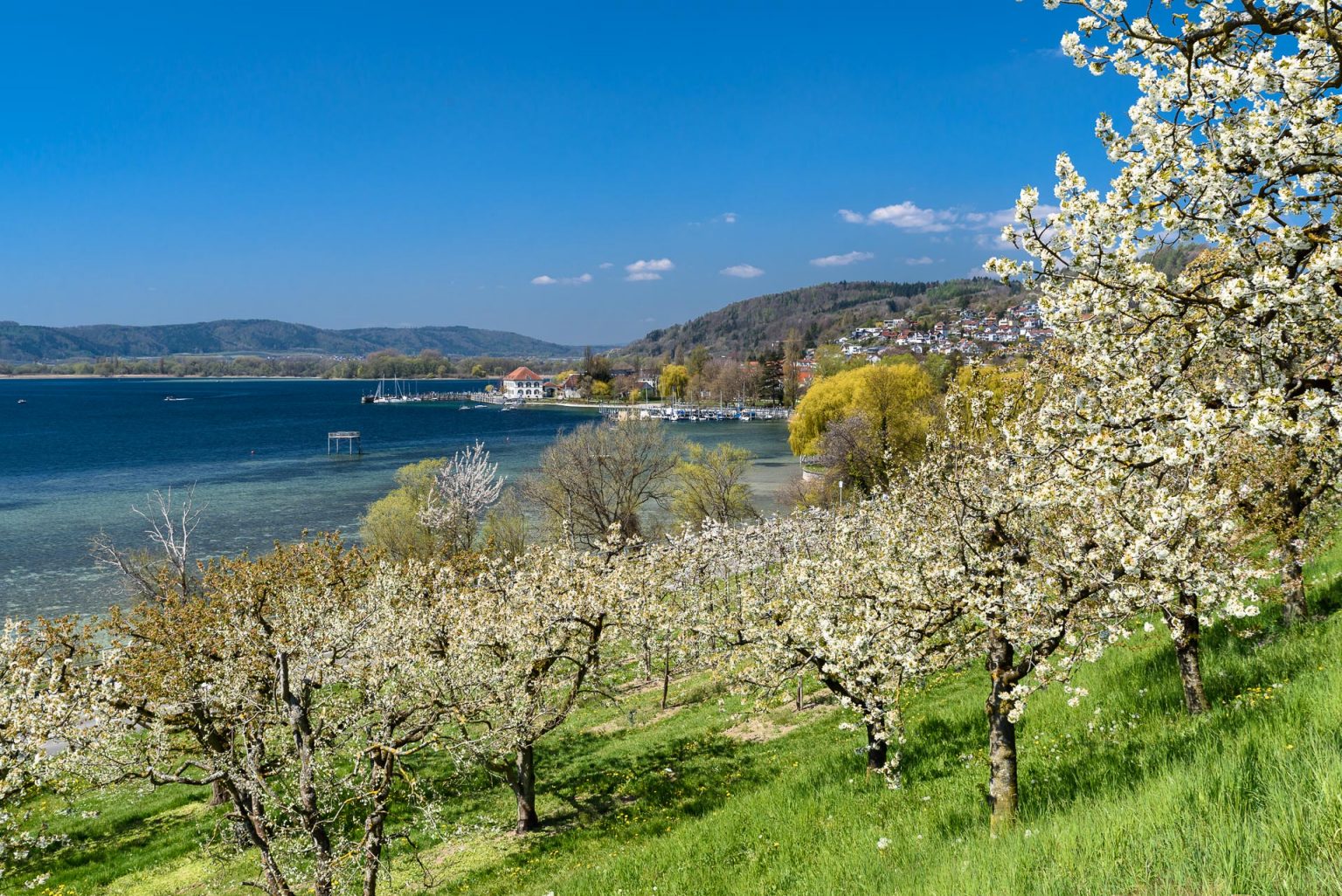 Apfelblüte am Bodensee | Bilder von Irgendwo | Fotografie ...